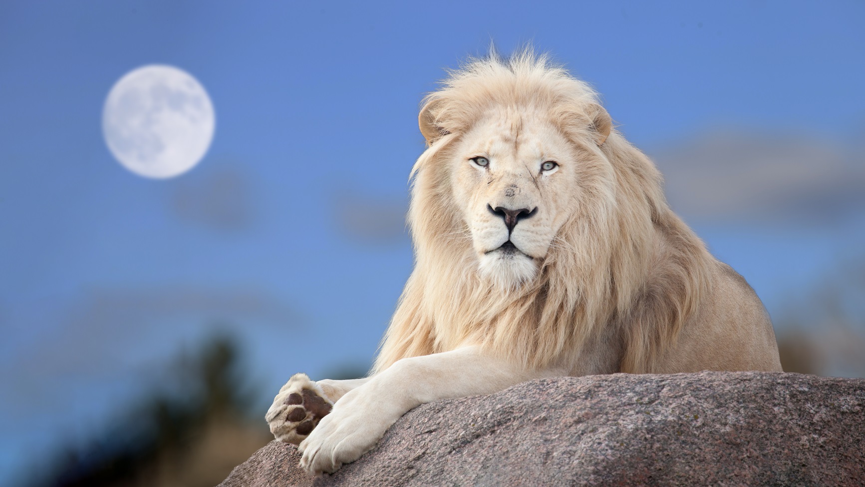 When the White Lion Ascends Table Mountain - David Karchere